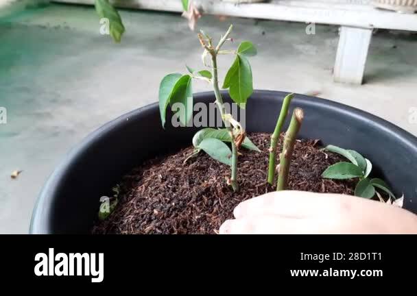 A hand planting rose stem cuttings in a black pot - filled with soil ...