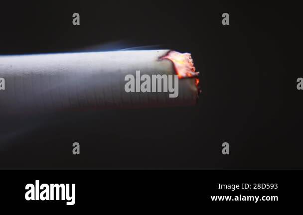 Burning cigarette and emits smoke from a lit cigarette. Macro video of a burning cigarette and ...