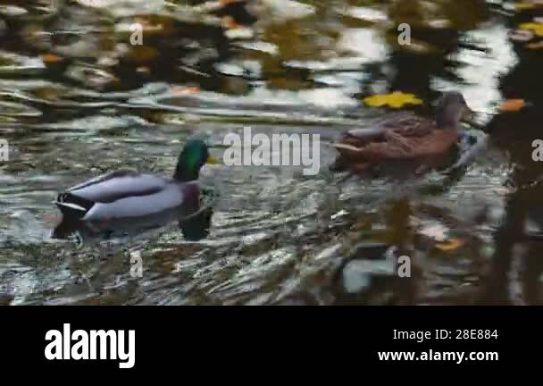 Two ducks swimming gracefully on a reflective pond with rippling water ...