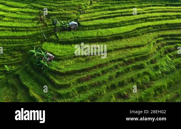 Landscape view of Jatiluwih Rice Terraces in Penebel District, Tabanan Regency, Bali, Indonesia ...