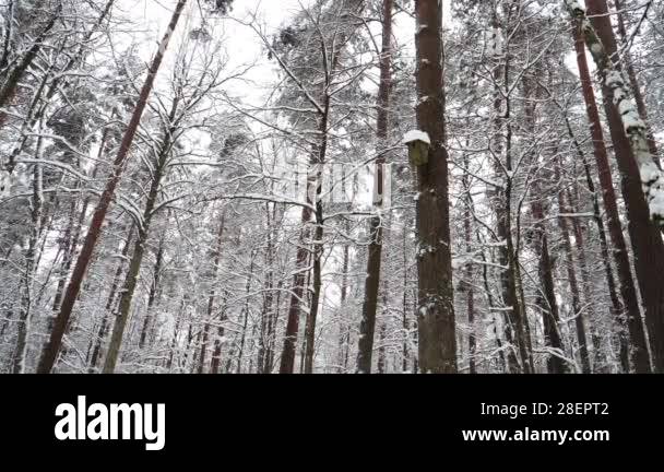 A serene winter scene featuring tall pine trees covered in snow, with a ...
