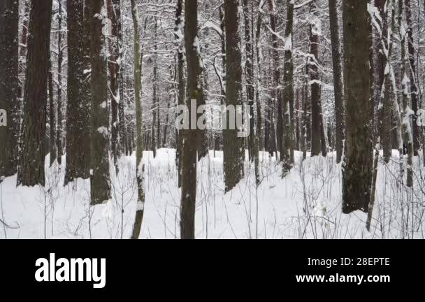 Serene winter scene in a forest park with tall pine trees covered in snow. The ground is ...
