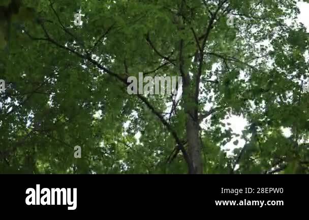 A dynamic upward panoramic view showcasing the vibrant green foliage of ...