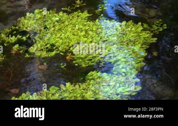 Floating clusters of green algae and plants in stream with contrasting ...