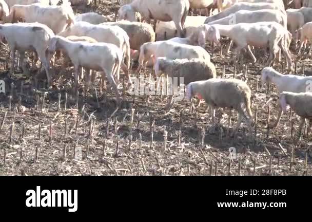 Flock of sheep walking in slow motion Stock Video Footage - Alamy