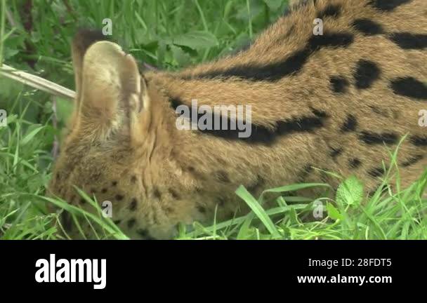 Serval eating his meal, close-up Stock Video Footage - Alamy