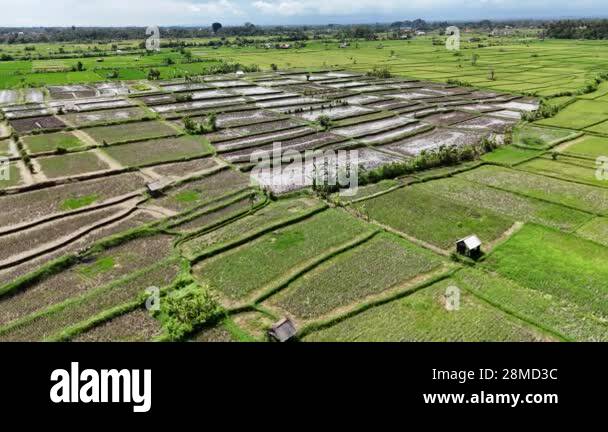 An impressive aerial shot of Bali's rice fields, featuring lush green ...