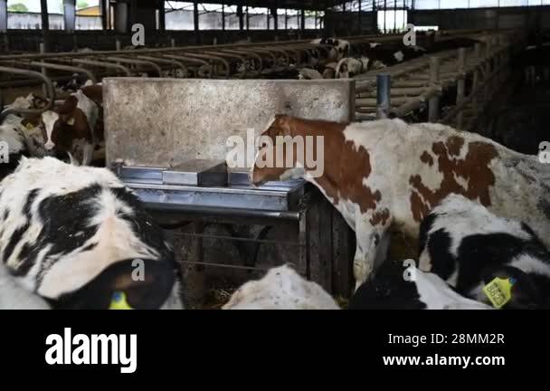 Holstein calf drinking water. Cows feeding in a vibrant barn with ...