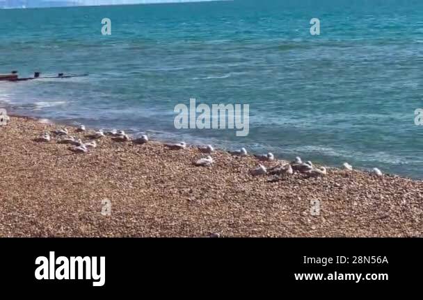 English beach by the blue sea, dotted with resting seagulls along the ...