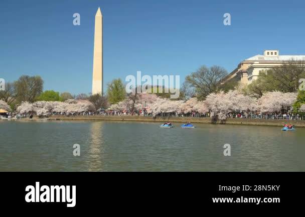 Tourists walk under cherry blossoms in Washington, DC. Cherry blossoms ...
