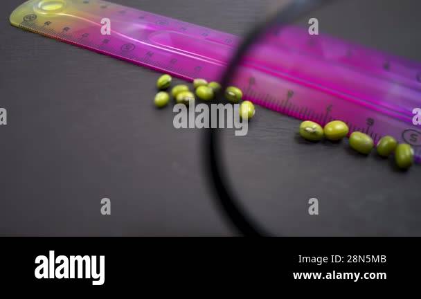 Green mung beans under magnifying glass next to a colorful ruler ...