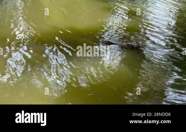A Malaysian water monitor (Varanus salvator) swims gracefully through a ...