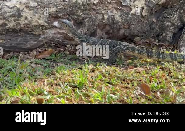 A Malaysian water monitor (Varanus salvator) climbs over a root and ...