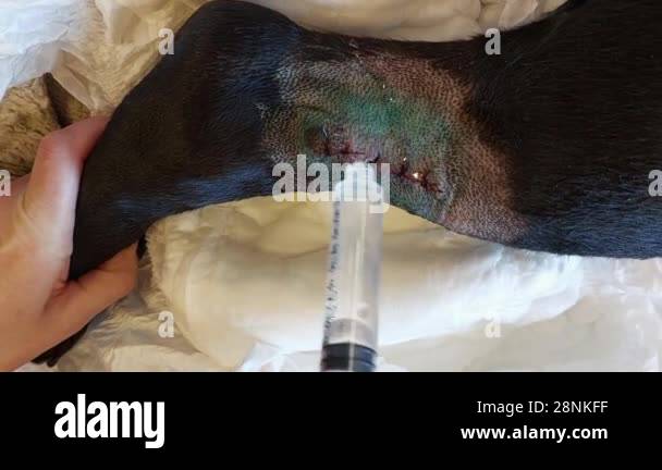 In a veterinary clinic, a wound on a large dogs leg is treated with an ...