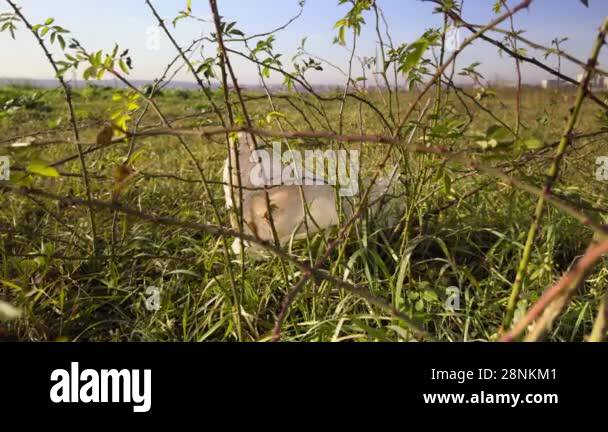 Plastic waste nestled in the branches of a bush. Environmental ...