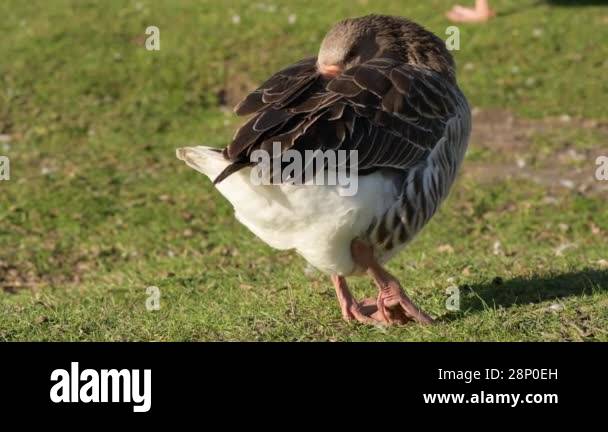 Single gray goose standing on one leg with head tucked on green grass ...
