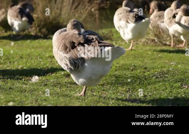 Tucked leg Stock Videos & Footage - HD and 4K Video Clips - Alamy