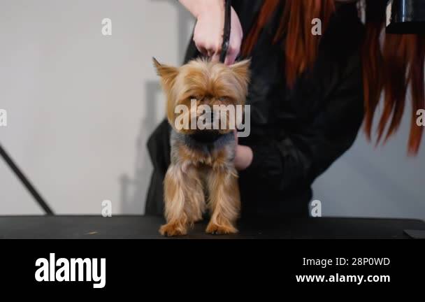 A professional groomer carefully trims a dogs fur, ensuring a neat and ...
