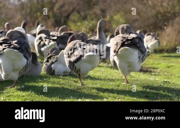 Close-up of gray geese standing on one leg with heads tucked, suddenly ...