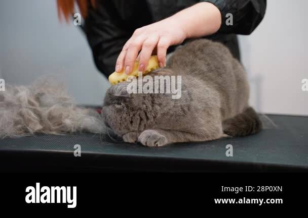 A professional groomer uses a brush to remove loose fur from a gray cat ...