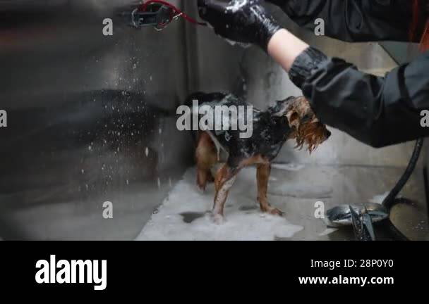 A professional groomer bathes a Yorkshire Terrier using shampoo and ...