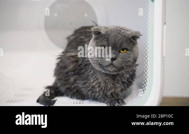 A wet gray cat sits calmly in a drying station at a veterinary clinic ...