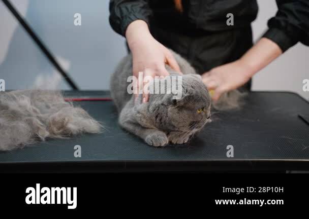 A professional groomer uses a brush to remove loose fur from a gray cat ...