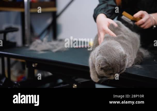 A professional groomer carefully brushes a gray cat on a grooming table ...