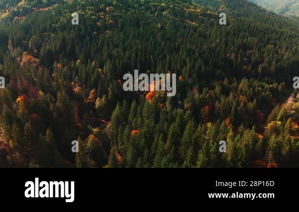 In a beautiful scenic forest landscape, vibrant autumn colors emerge amidst the lush evergreen ...