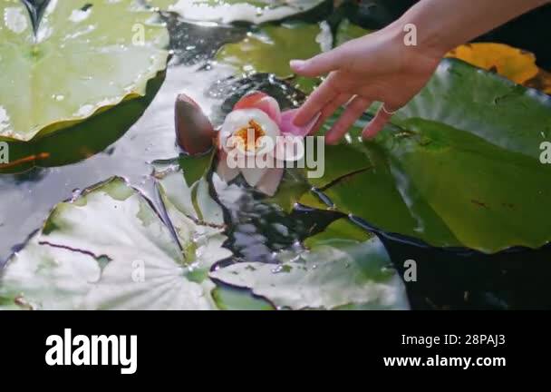 Woman hand gently touching pink water lilies on tranquil pond closeup ...