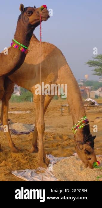 Famous indian camels trade Pushkar mela camel fair festival in field ...