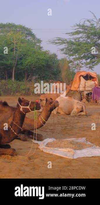 Famous indian camels trade Pushkar mela camel fair festival in field ...