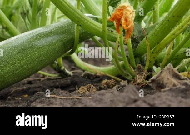 Green large ripe zucchini lies in the garden. Growing organic ...