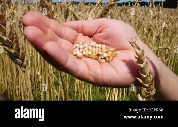 Grains of ripe wheat on an open palm. A golden field of ripe wheat ...