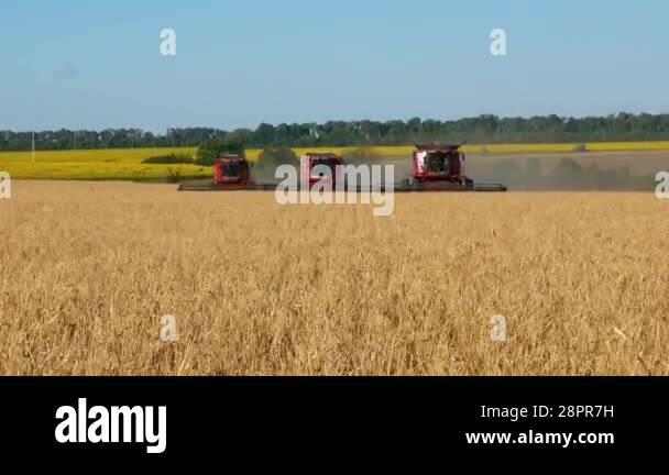 Three harvesters drive through a field of wheat and harvest. Early ...