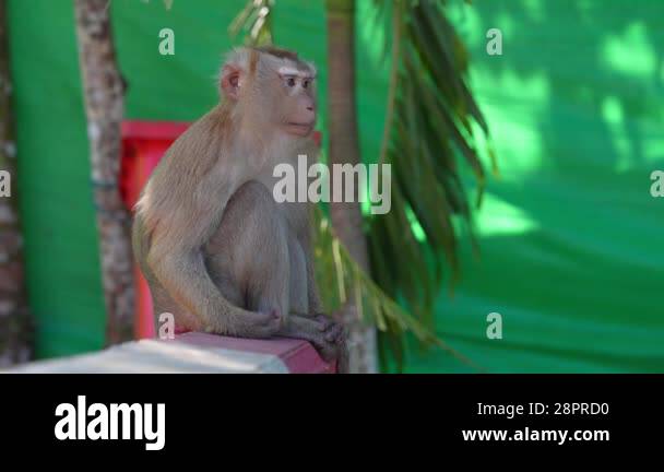 Close up of a macaque monkey sitting on a red railing, surrounded by ...