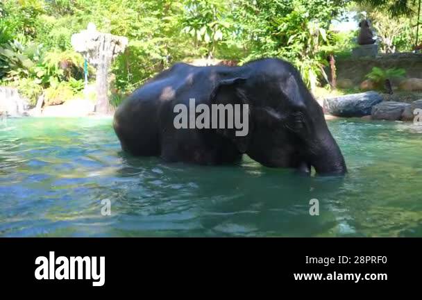 Two elephants bathe in clear water near a small waterfall surrounded by ...