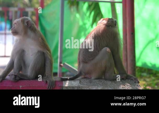 A calm monkey sits on a red concrete barrier surrounded by lush greenery, palm trees, and a ...