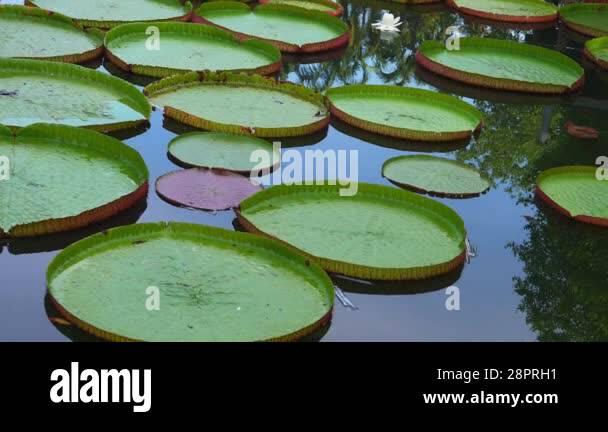 A tranquil pond with vibrant green lily pads, a wooden boat, and a ...