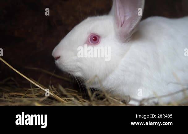 White rabbit with red eyes in a cage. Breeding rabbits on the farm ...