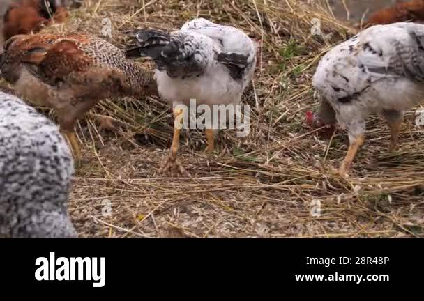 Hens and roosters rake wheat bran with their paws and eat grains in the ...