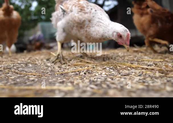 Close up hens and roosters rake wheat bran with their paws and eat ...