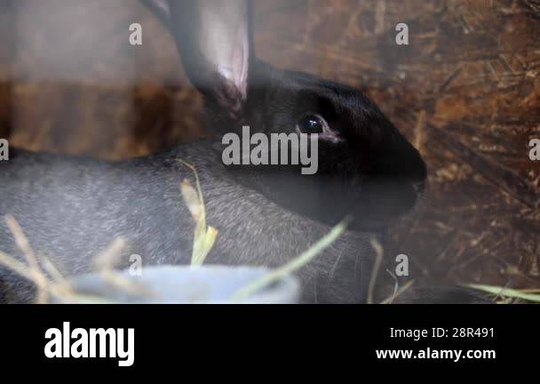 Gray rabbit with red eyes in a cage. Breeding rabbits on the farm Stock ...