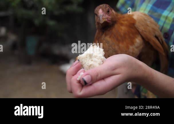 The girl holds a chicken in her arms and feeds her with bread from her ...