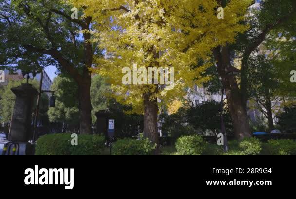 A gingko tree in Hibiya park in Tokyo. High quality 4k footage. Chiyoda district Tokyo Japan 12. ...