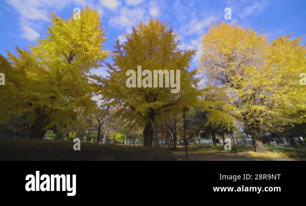 A gingko tree in Hibiya park in Tokyo. High quality 4k footage. Chiyoda district Tokyo Japan 12. ...