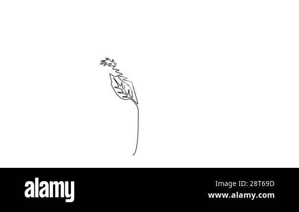 Self drawing animation single line draw beauty fresh amaranthus for ...