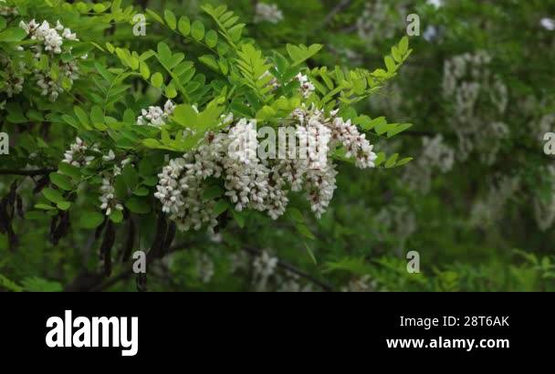 White robinia pseudoacacia false Stock Videos & Footage - HD and 4K ...