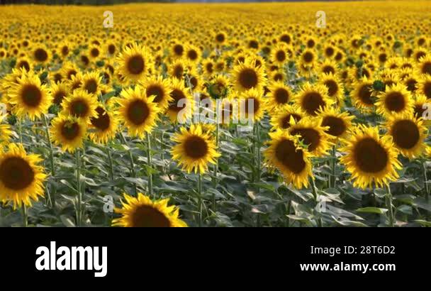 Golden sunflower field gently swaying in the summer breeze, creating a ...