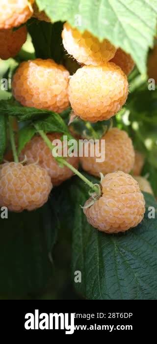 Ripe golden raspberries dangling from verdant bramble branches ...